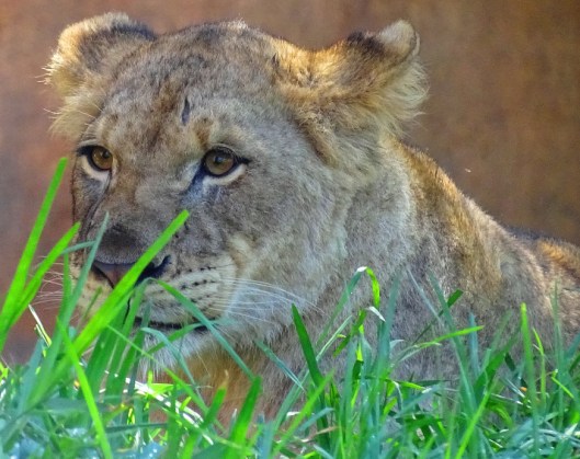 Wordless Wednesday Showcase ~ Wild & Free – The Photography of Cindy ...