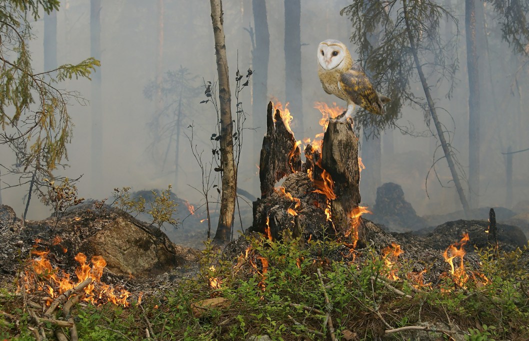 The Blame – #poetry of an #owl | Night Owl Poetry - Dorinda Duclos